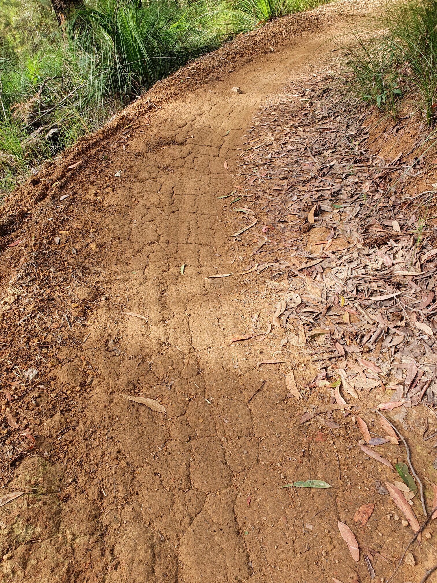 Trail Forecast