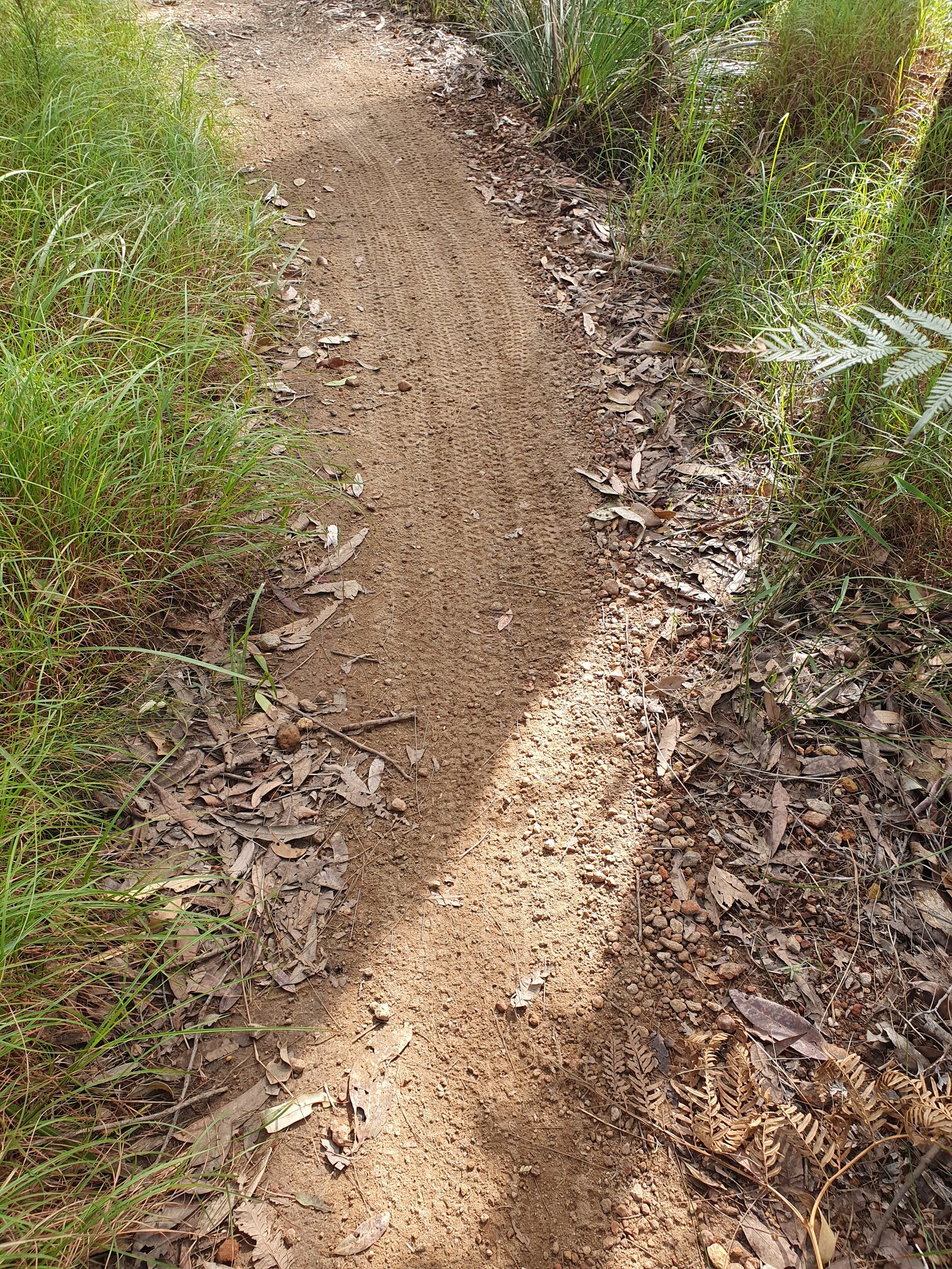 DUSTY TRAILS - Current Trail Conditions & Forecasts
