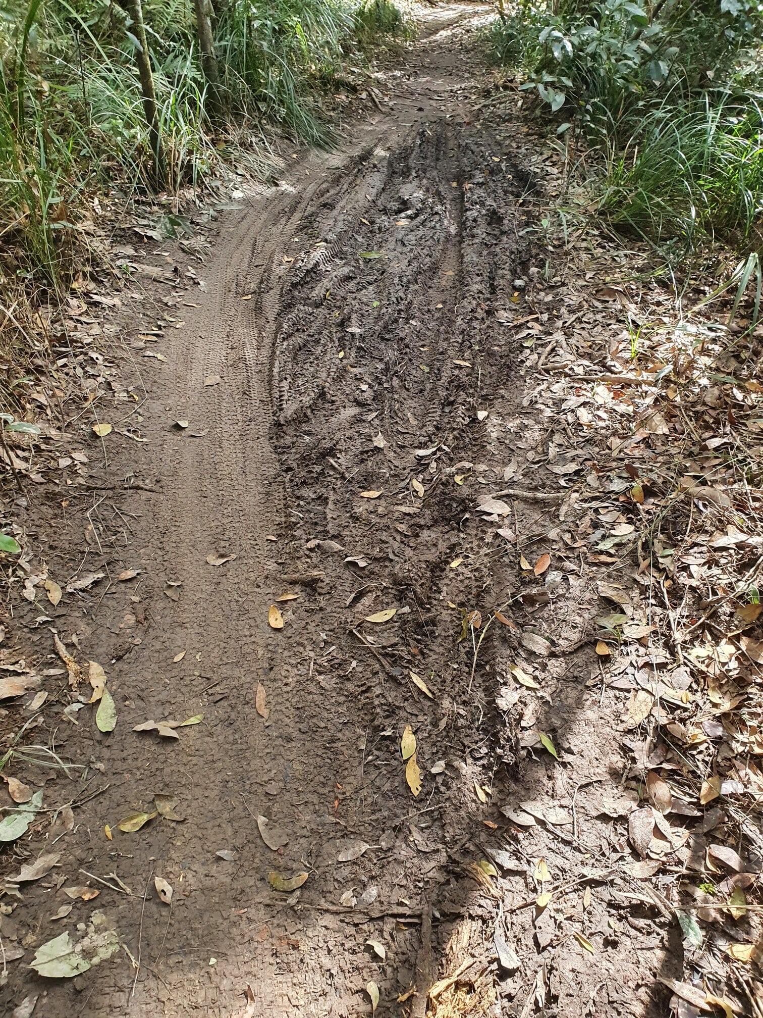 Trail Forecast